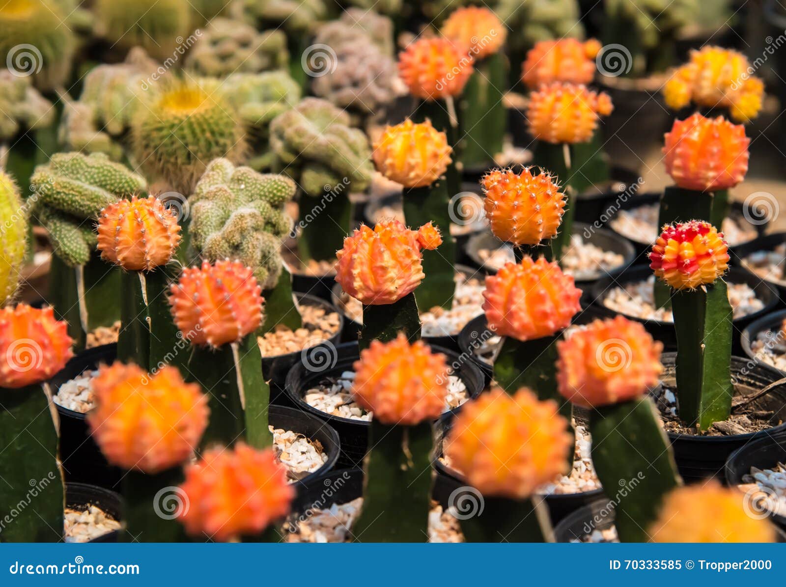 Cactus farm in greenhouse. stock image. Image of floral - 70333585