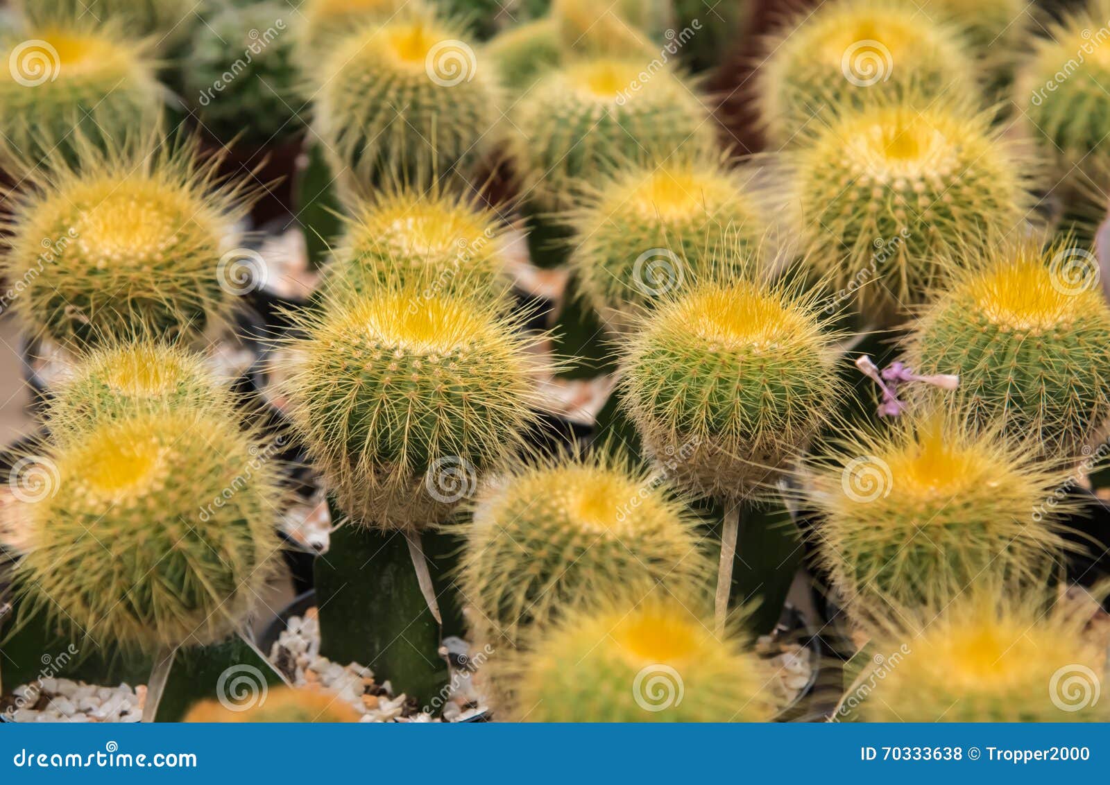 Cactus farm in greenhouse. stock photo. Image of extreme - 70333638