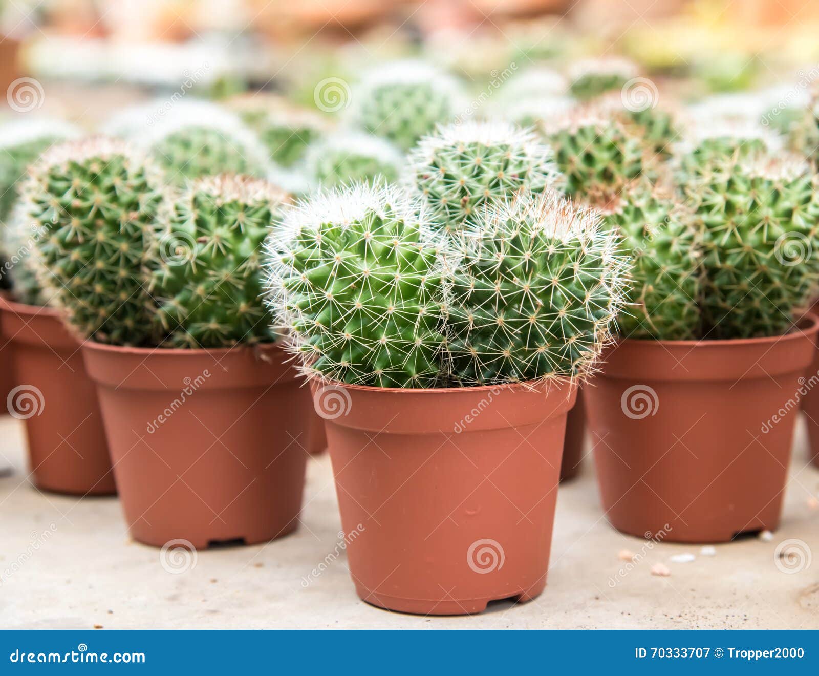 Cactus farm in greenhouse. stock image. Image of extreme - 70333707