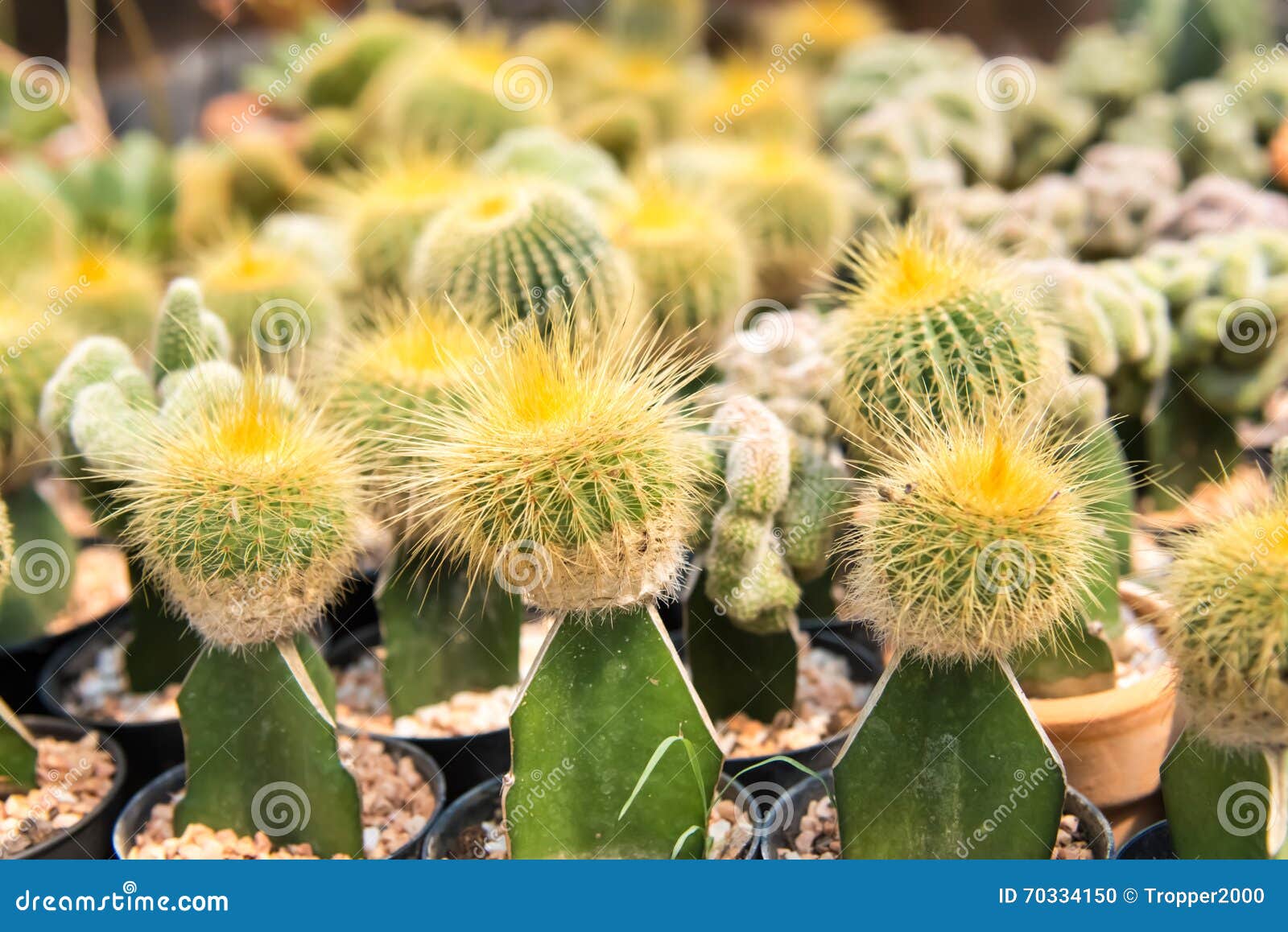 Cactus farm in greenhouse. stock photo. Image of botanic - 70334150