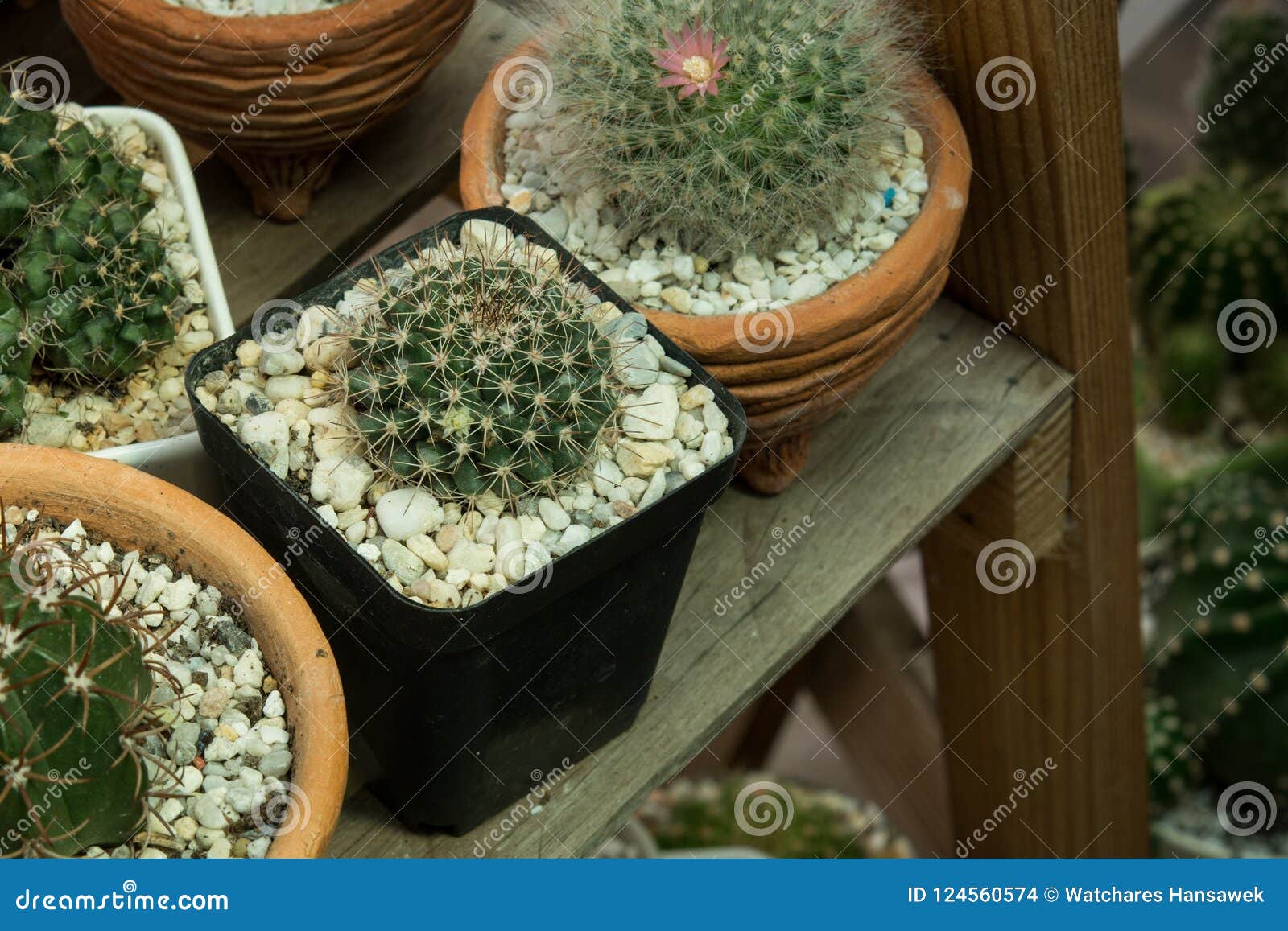 Cactus Farm, Small Cactus, Cactus Nursery Stock Photo - Image of green ...