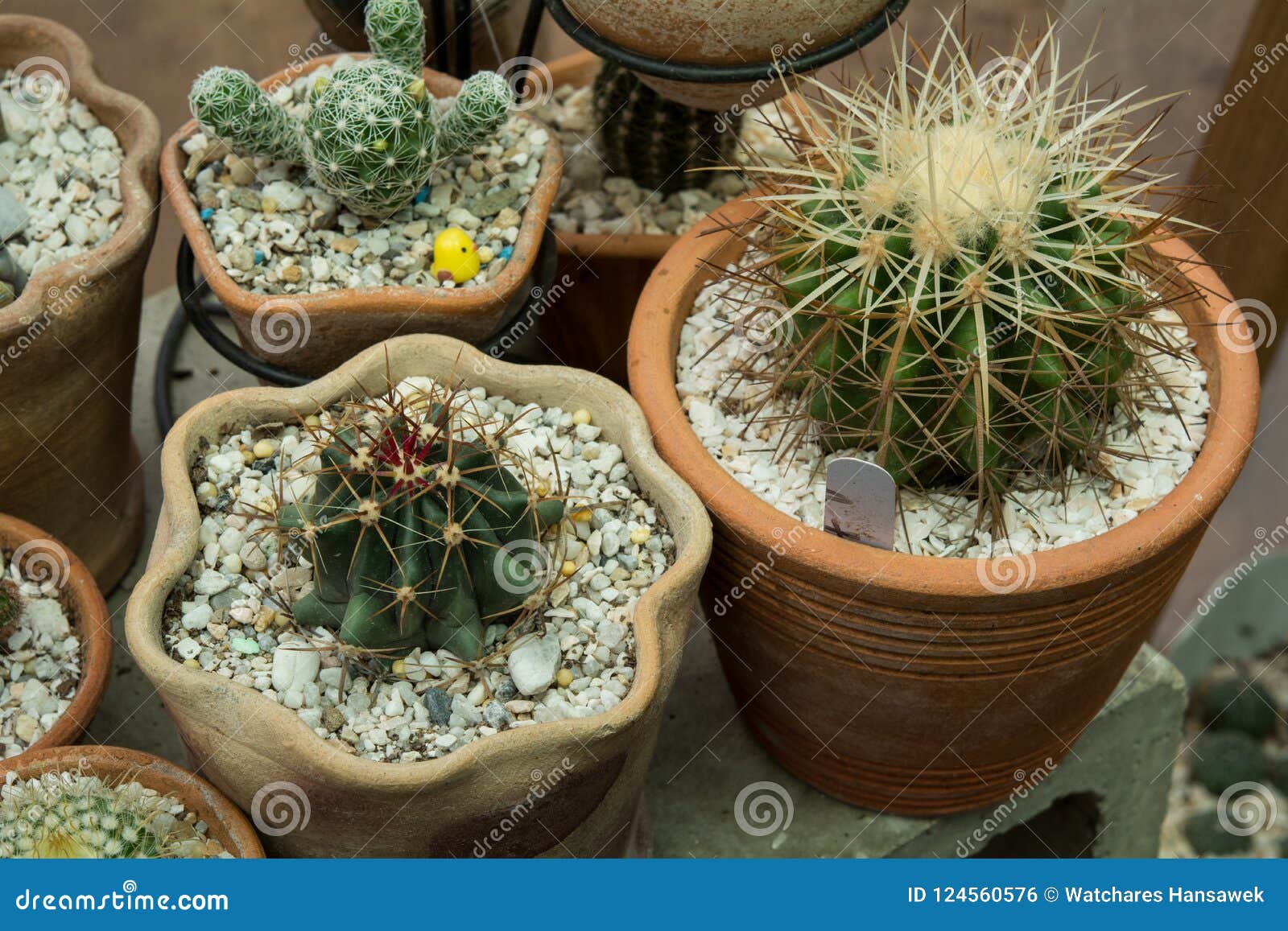 Cactus Farm, Small Cactus, Cactus Nursery Stock Photo - Image of plant ...