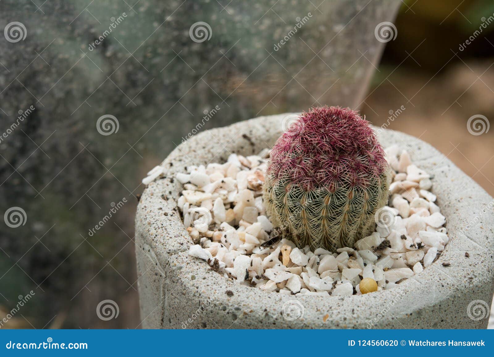 Cactus Farm, Small Cactus, Cactus Nursery Stock Photo - Image of exotic ...
