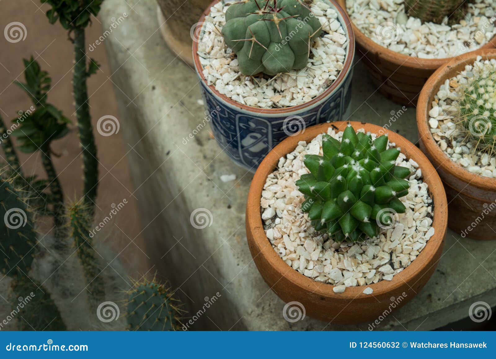 Cactus Farm, Small Cactus, Cactus Nursery Stock Photo - Image of cacti ...