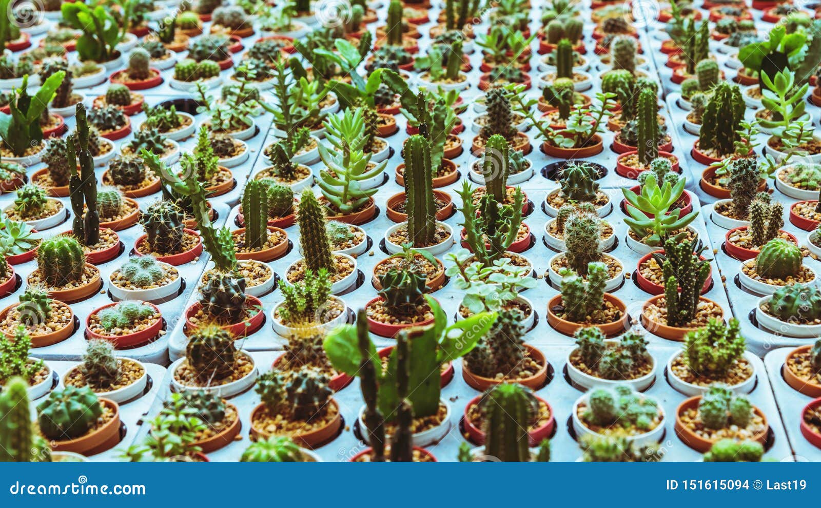 Cactus Farming in Agricultural Stations.Cactus Many Varieties Stock ...