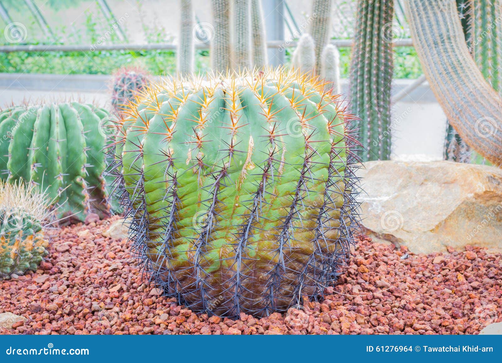 Cactus - Ferocactus Hybrid (Cactaceae). Stock Photo - Image of garden ...