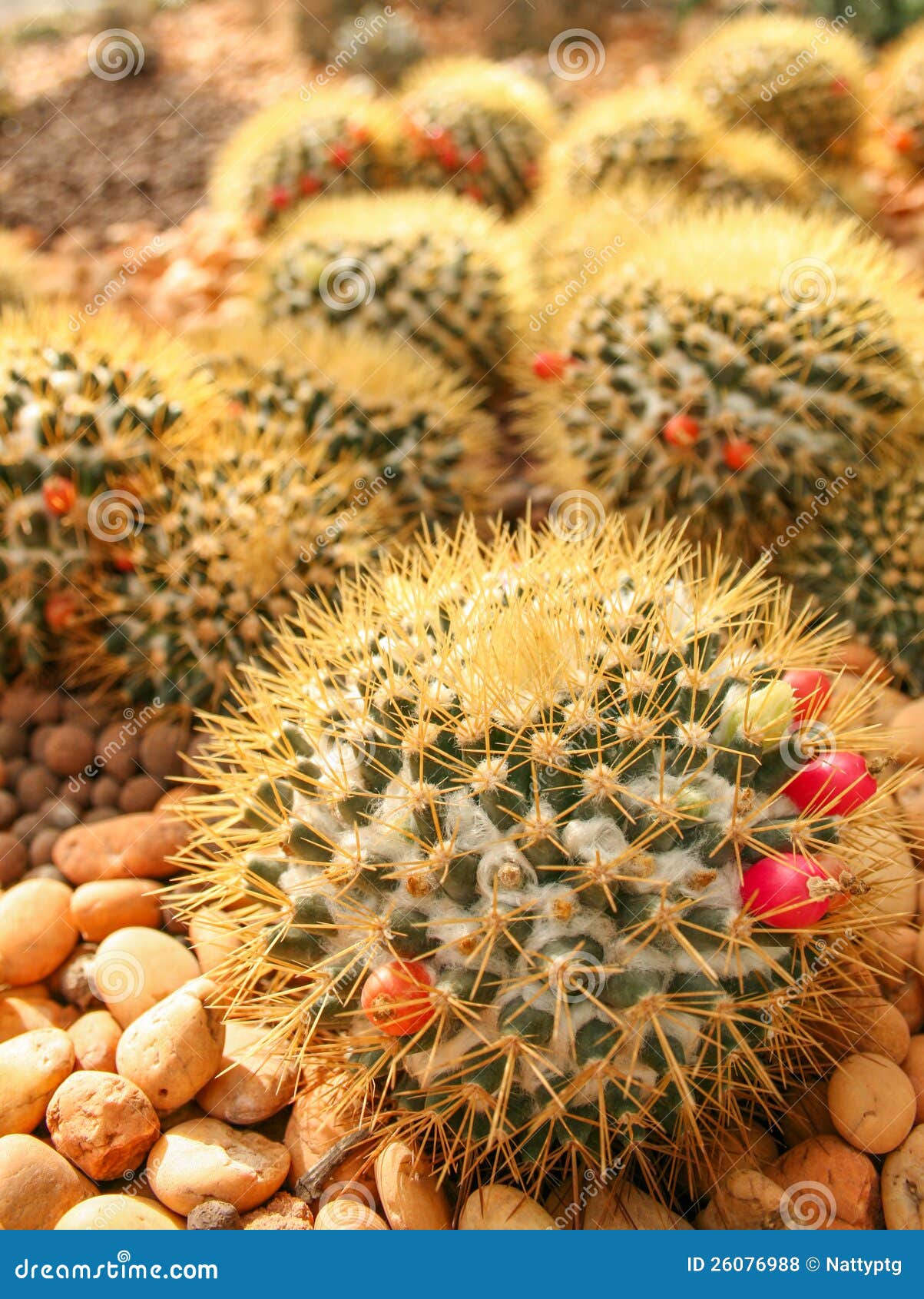 Cactus field stock photo. Image of echinocactus, flora - 26076988