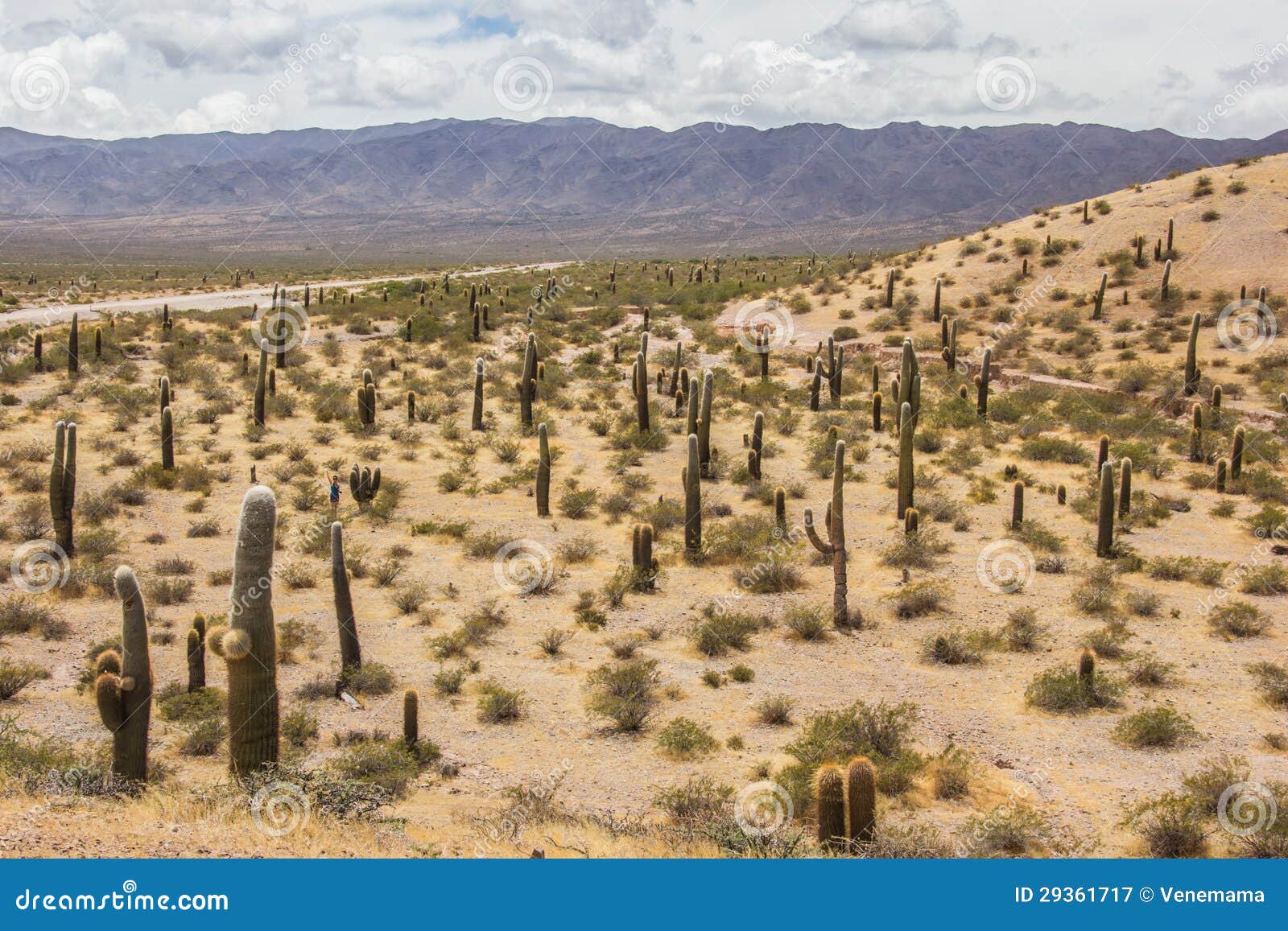 Cactus field stock image. Image of argentina, plants - 29361717