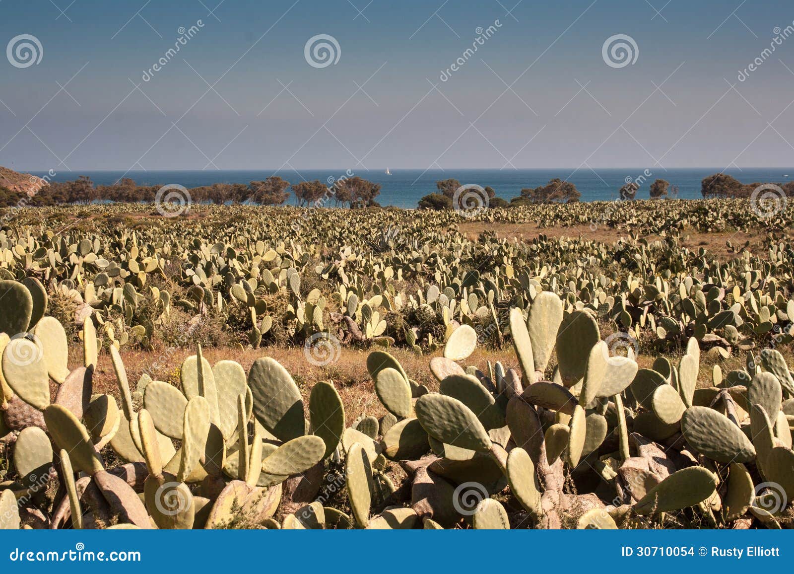 Cactus stock photo. Image of nature, prickly, outdoors - 30710054