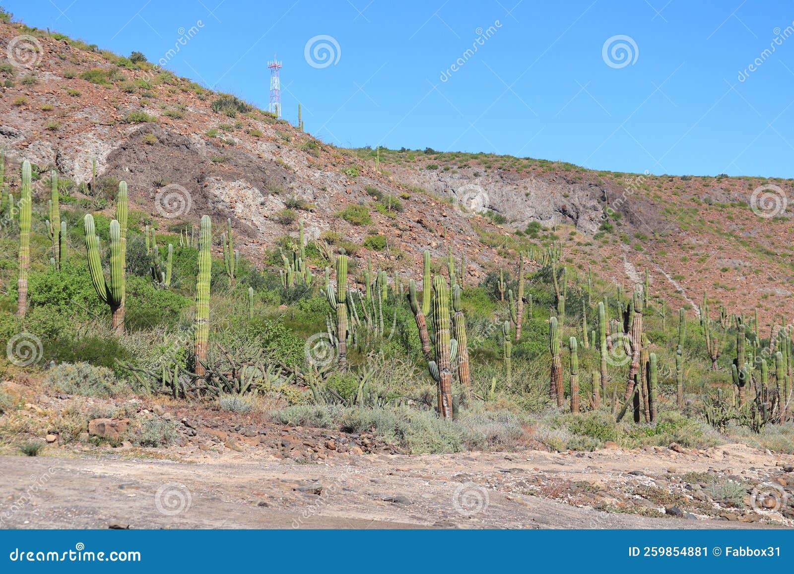 A Cactus Field at the Bottom of a Hill. Stock Image - Image of field ...