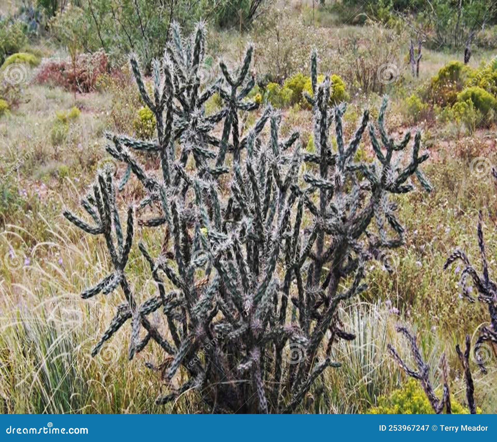 Cactus in a Field with Grass Stock Image - Image of outdoors, back ...