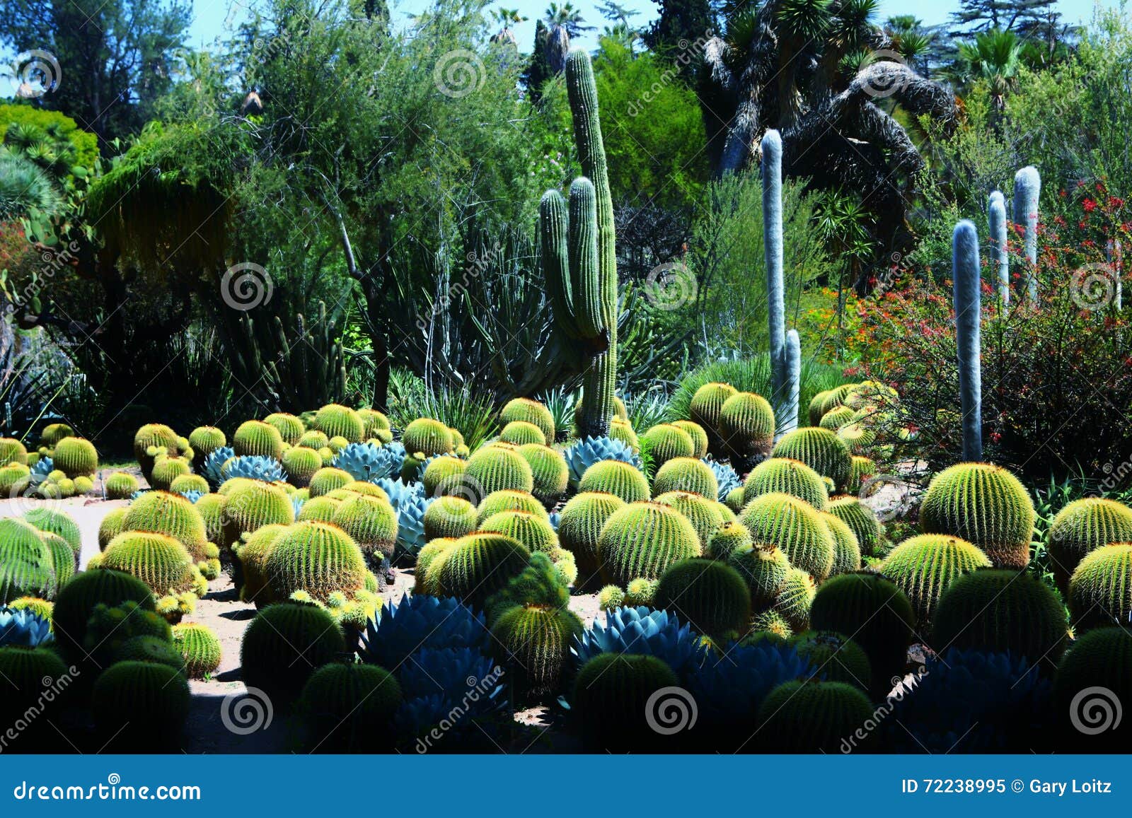 Cactus field stock image. Image of desert, color, cactus - 72238995
