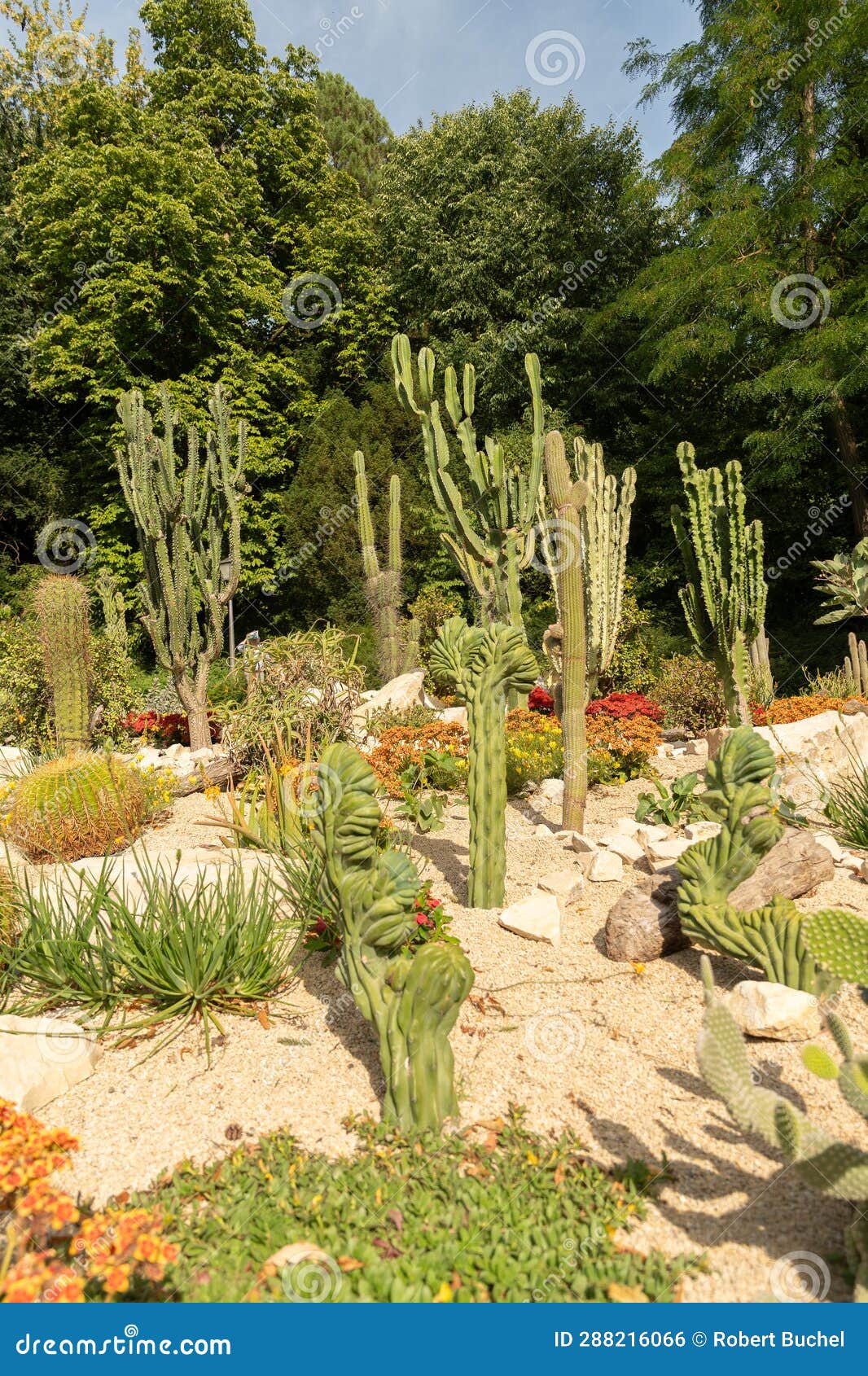 Cactus Field in a Park in Mainau in Germany Stock Photo - Image of ...