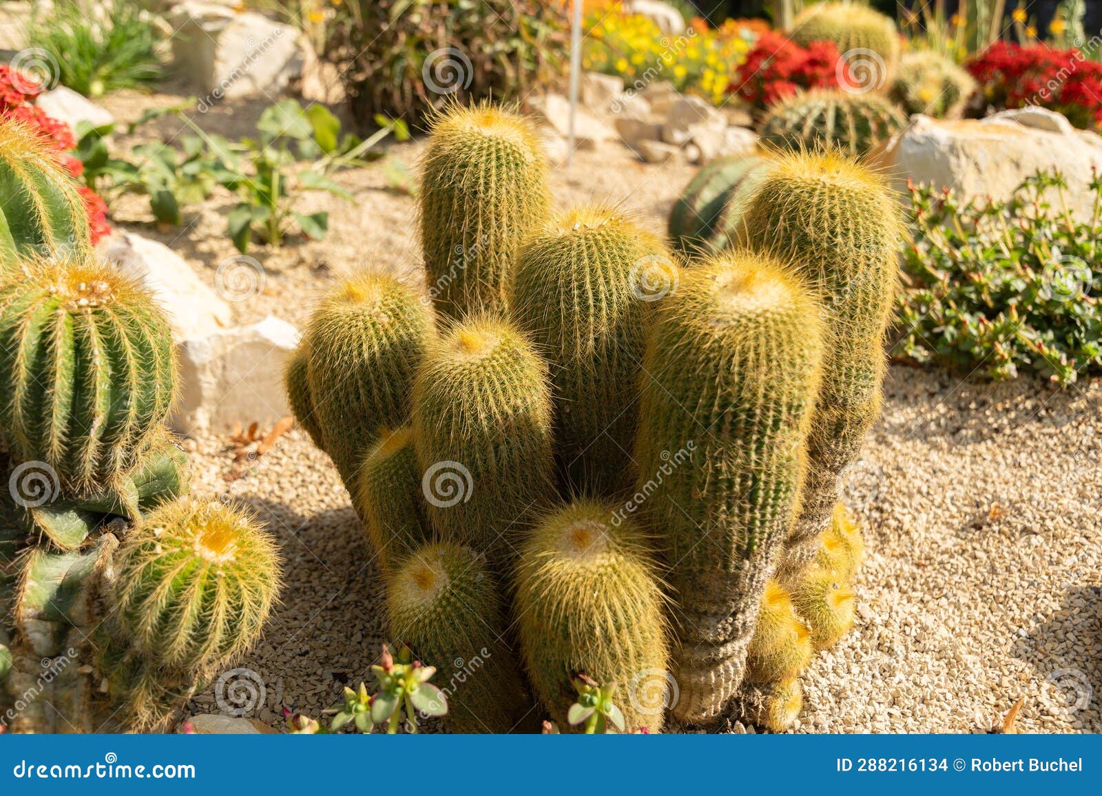 Cactus Field in a Park in Mainau in Germany Stock Photo - Image of ...