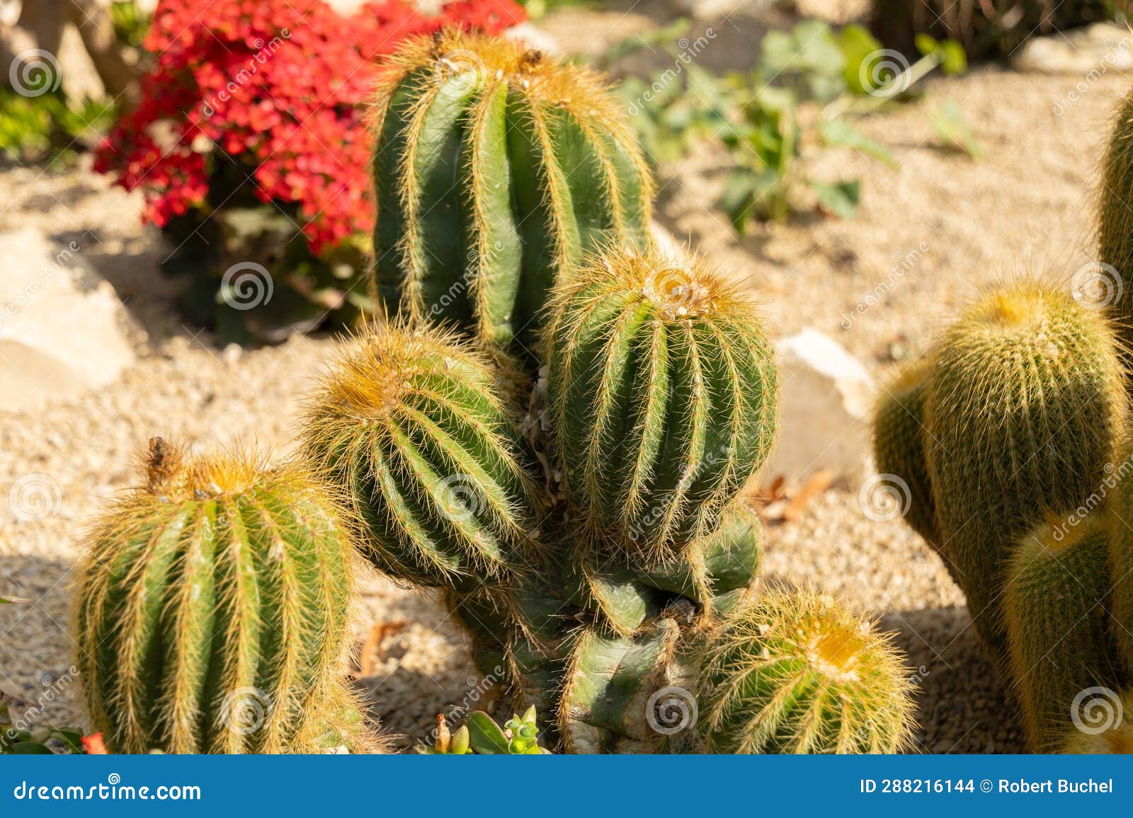 Cactus Field in a Park in Mainau in Germany Stock Photo - Image of ...