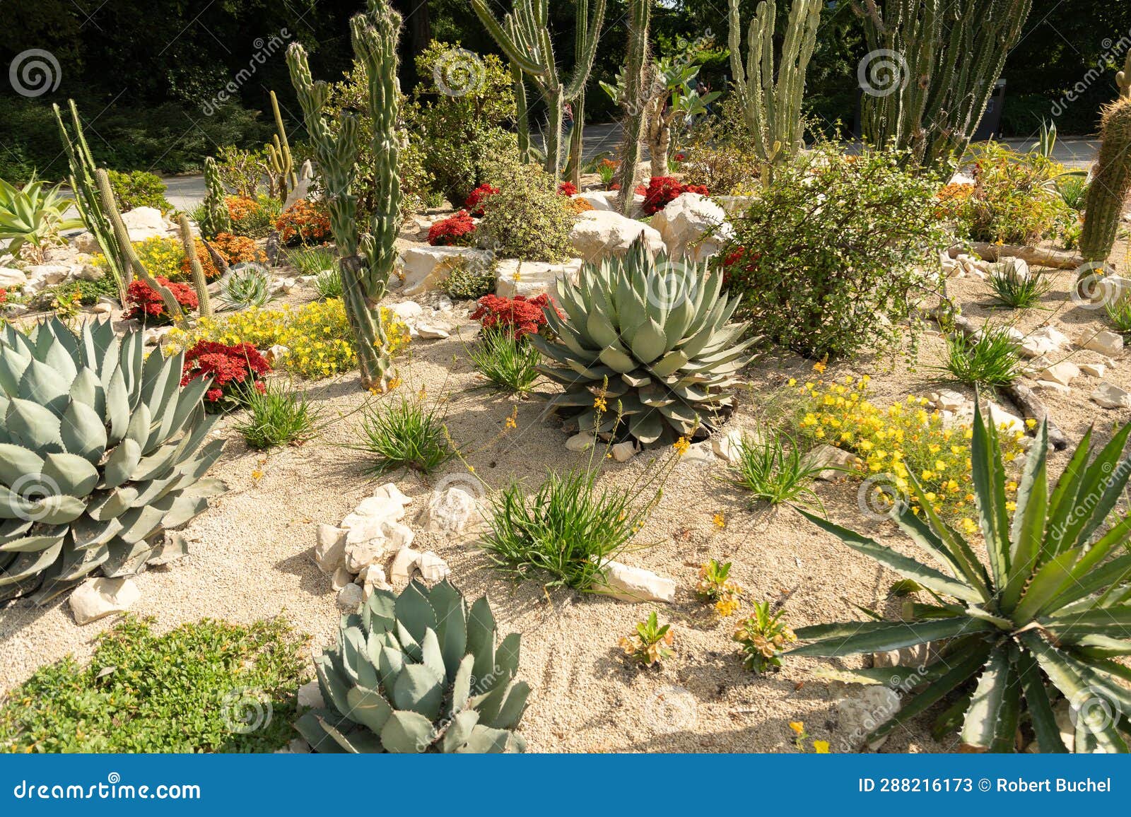 Cactus Field in a Park in Mainau in Germany Stock Image - Image of view ...