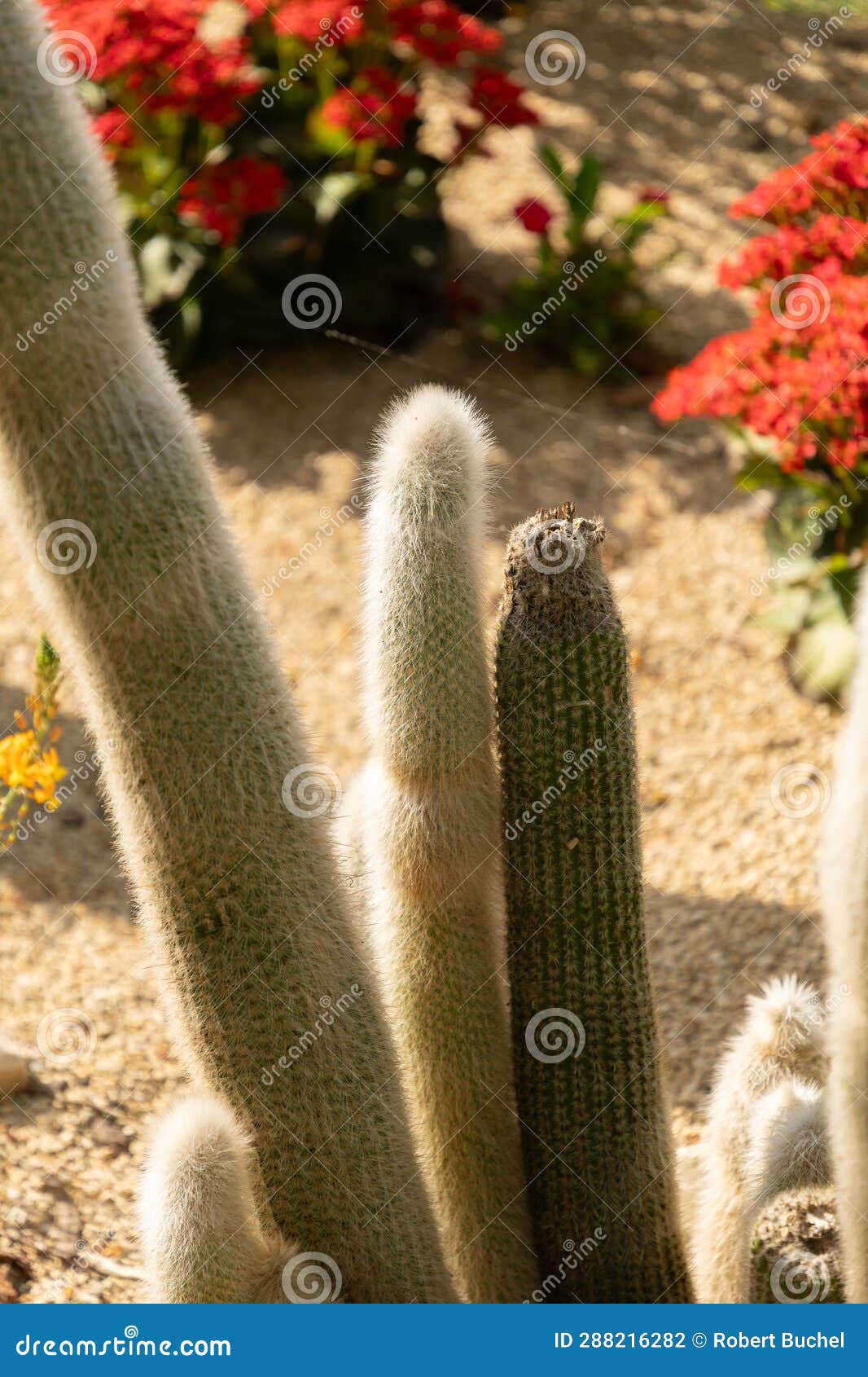 Cactus Field in a Park in Mainau in Germany Stock Photo - Image of ...
