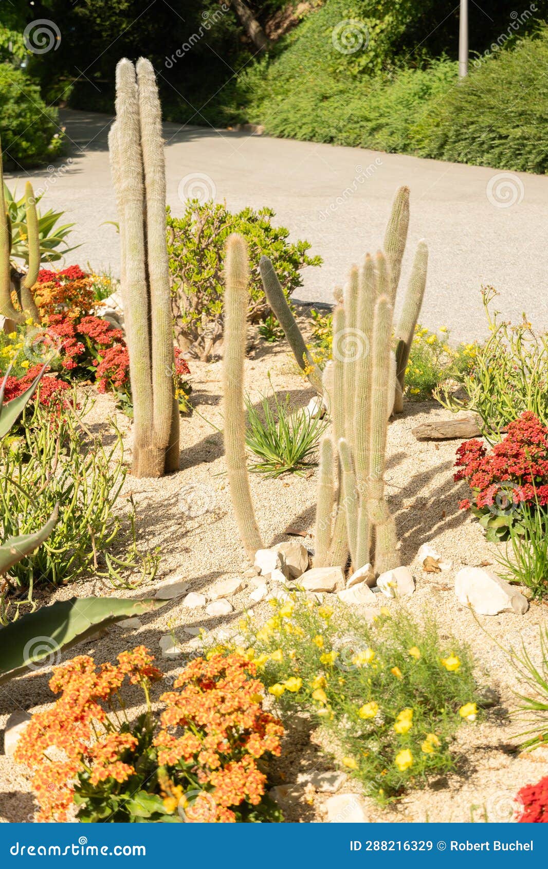 Cactus Field in a Park in Mainau in Germany Stock Image - Image of ...