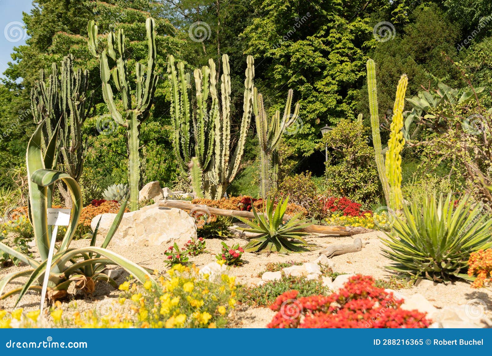 Cactus Field in a Park in Mainau in Germany Stock Image - Image of ...