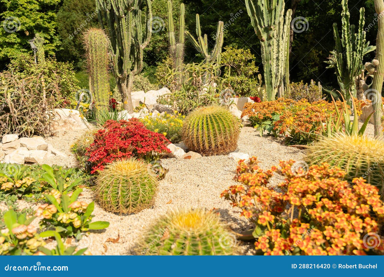 Cactus Field in a Park in Mainau in Germany Stock Photo - Image of ...