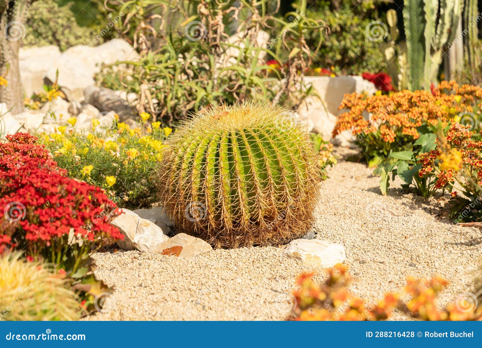 Cactus Field in a Park in Mainau in Germany Stock Photo - Image of ...