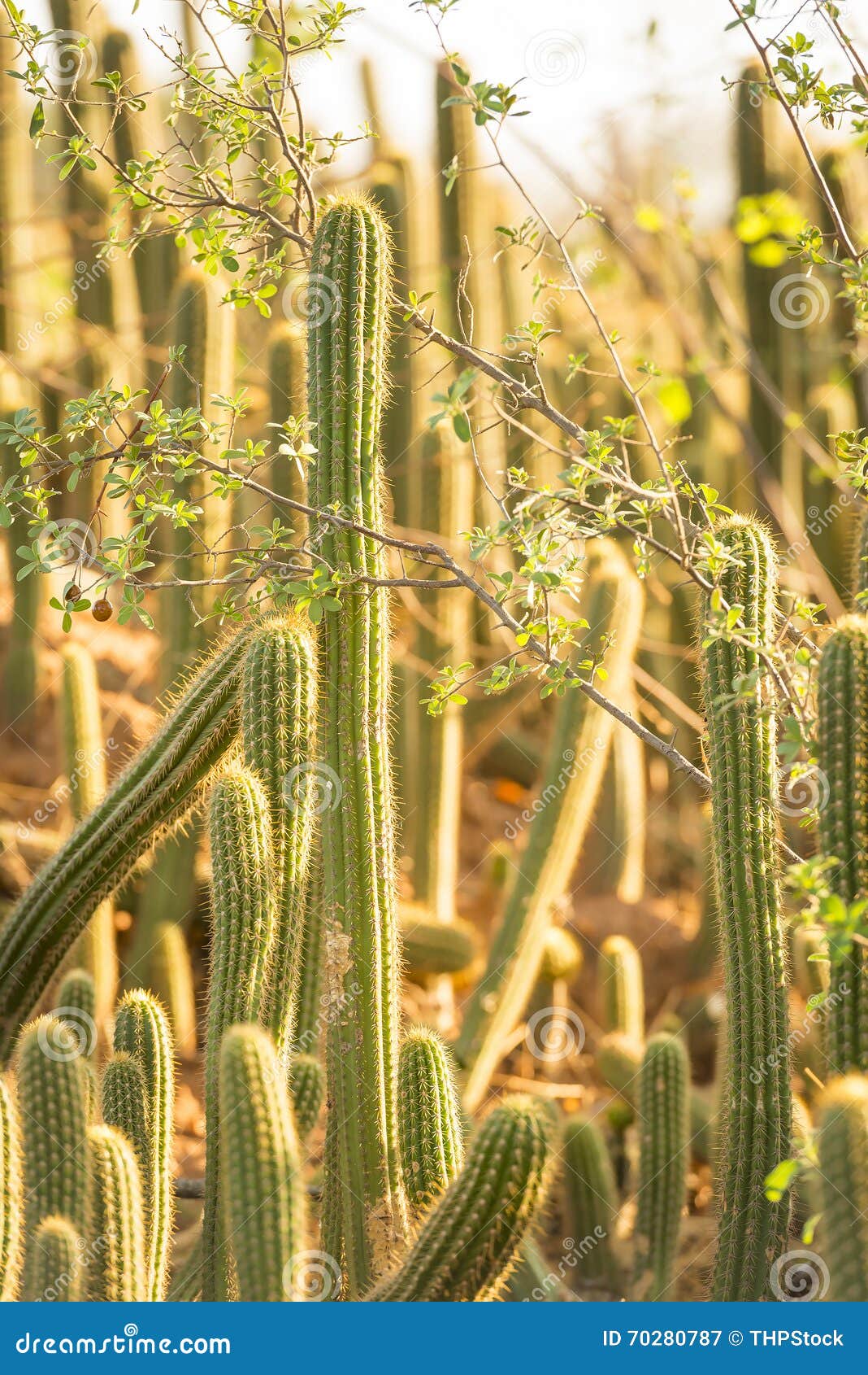 Cactus Field stock image. Image of field, botanic, green - 70280787