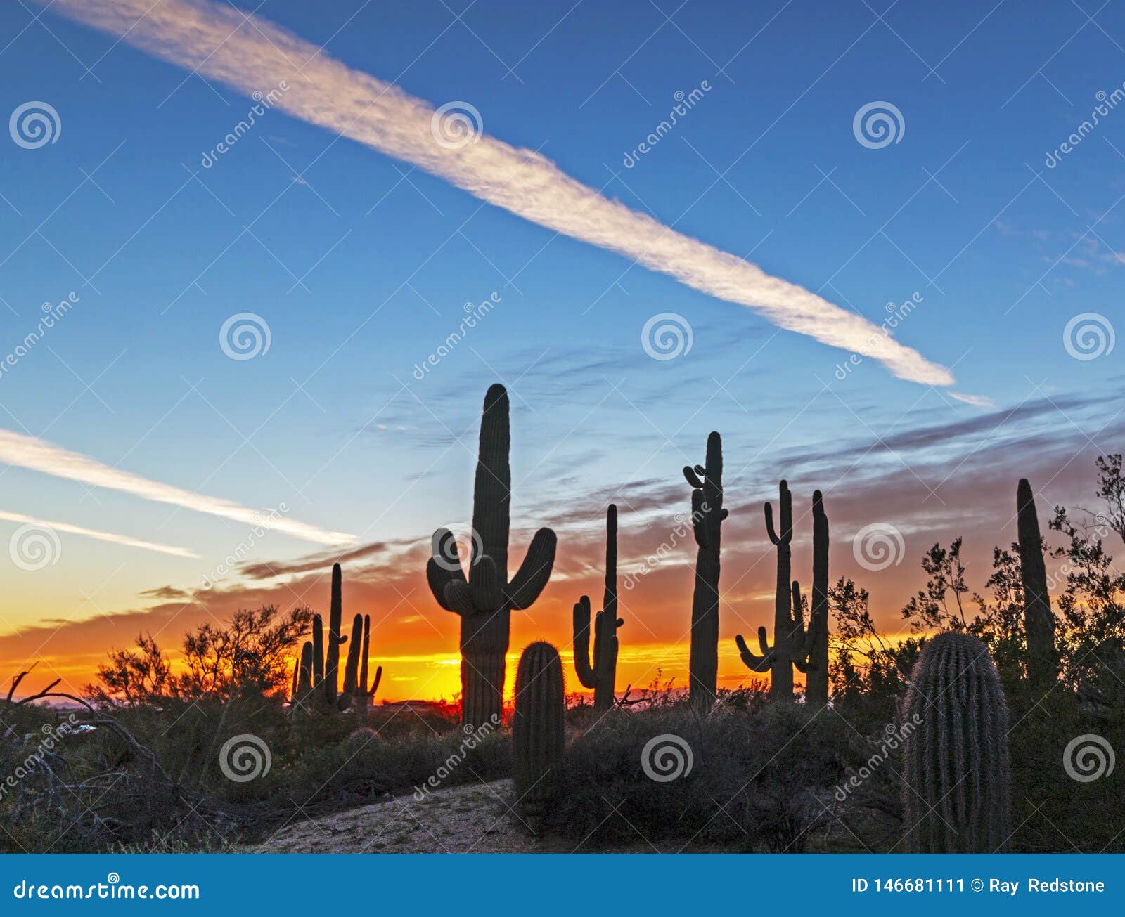 Saguaro Cactus at Sunset in the High Desert of Arizona Stock Image ...