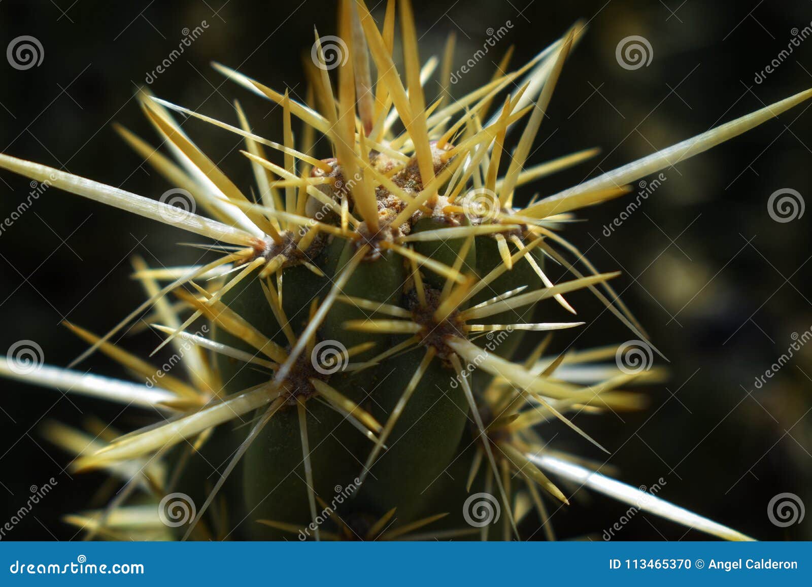 Cactus fight stock photo. Image of spiky, fight, cactus - 113465370