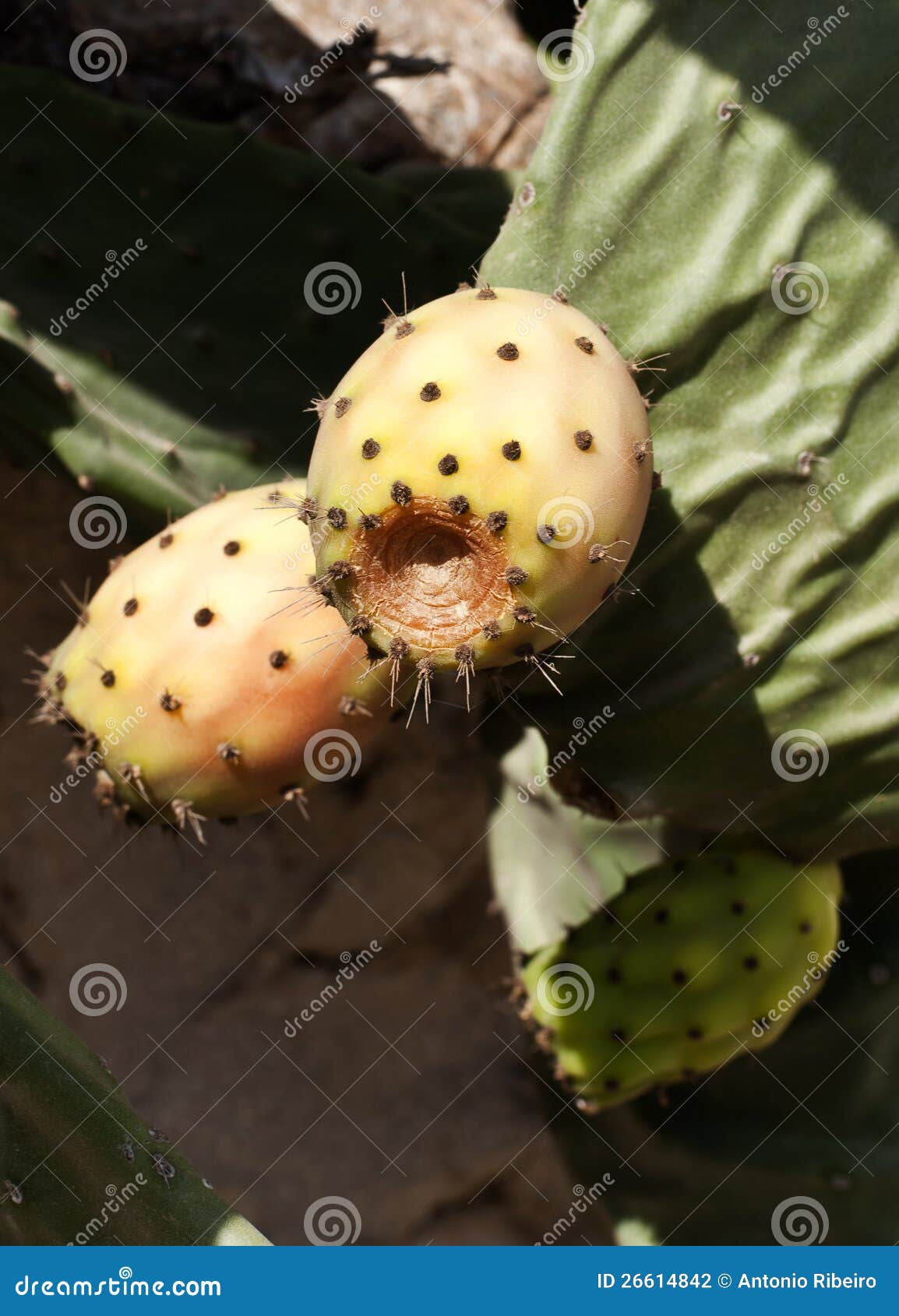 Cactus Figs or Prickly Pears Stock Photo - Image of yellow, tropical ...