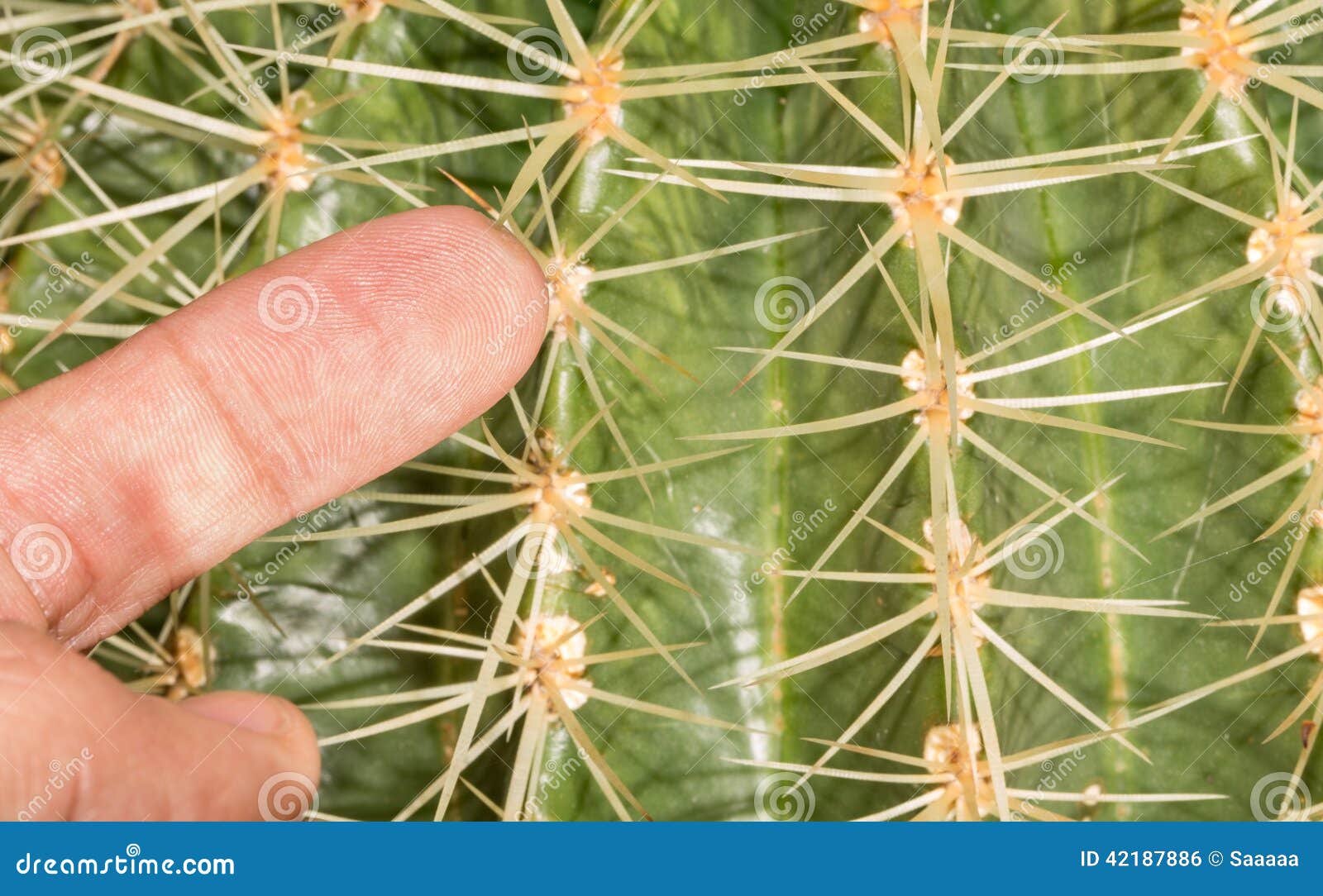 Cactus and finger, danger! stock photo. Image of shot - 42187886