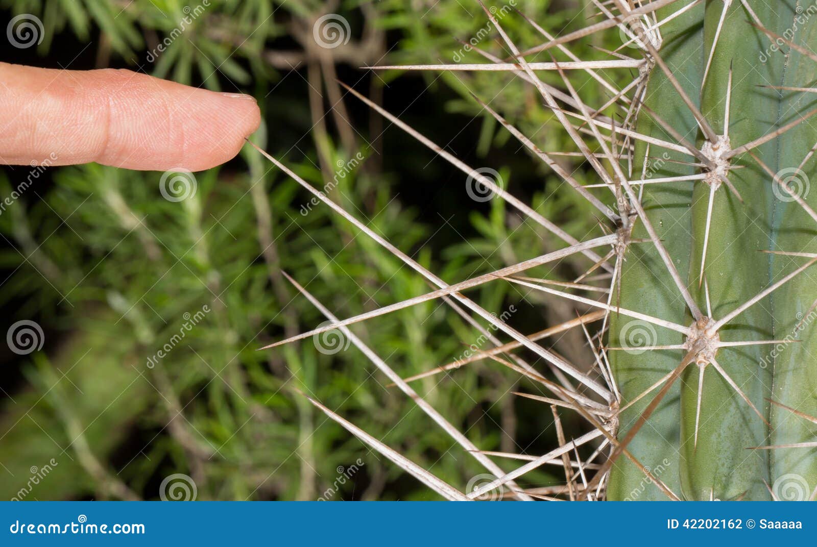 Cactus and finger, danger! stock photo. Image of hurt - 42202162