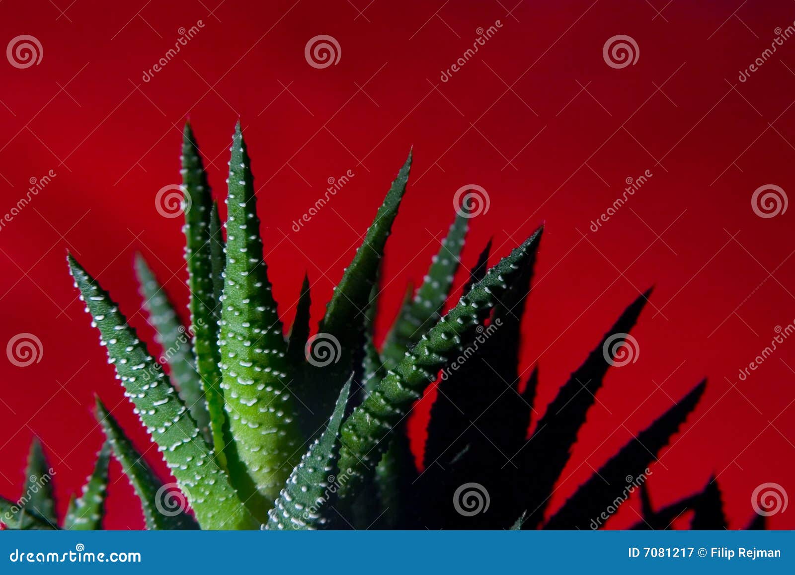 The Cactus in the Flames stock image. Image of cactus - 7081217
