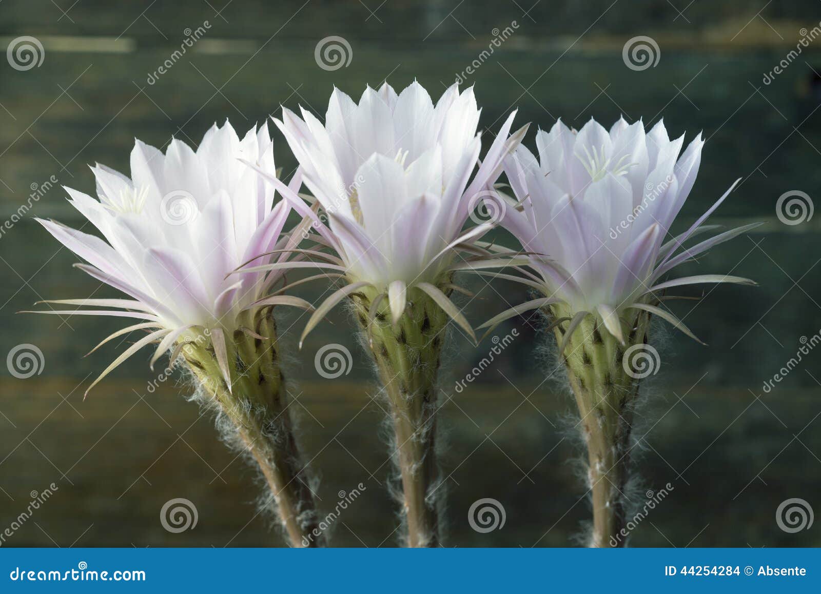 Cactus fleuri photo stock. Image du rose, centrale, pétale - 44254284