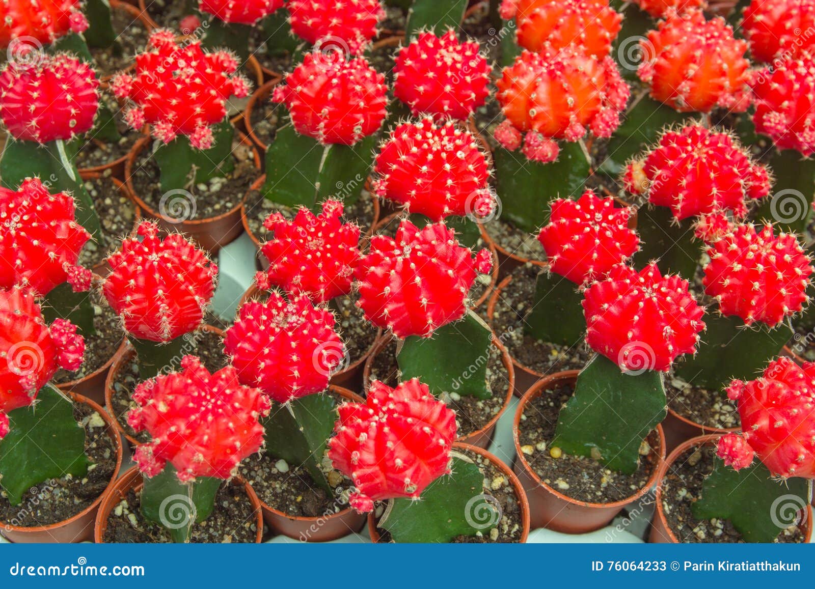 Cactus Floreciente Rojo Floreciente Imagen de archivo - Imagen de flor ...
