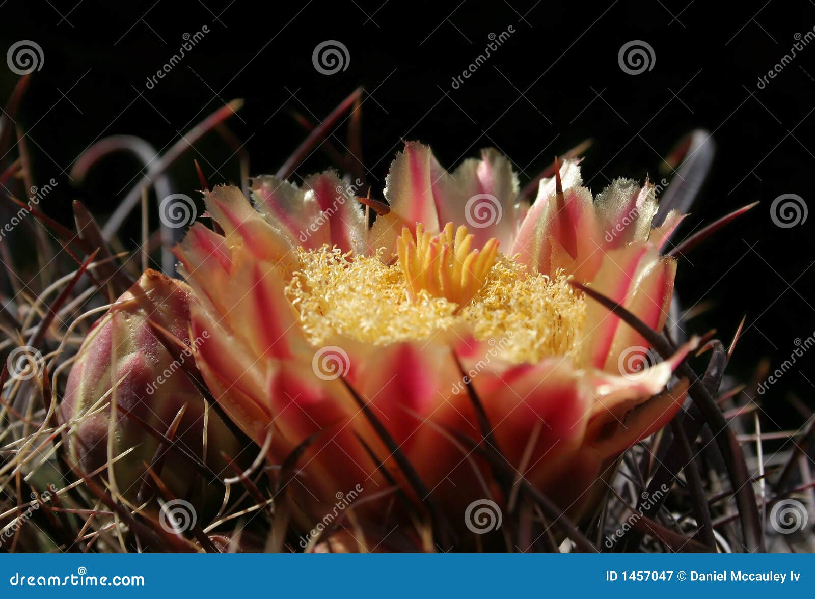 Cactus Flower stock image. Image of black, blossoming - 1457047