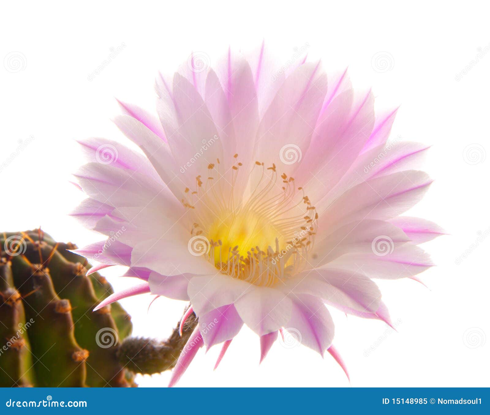 Cactus flower stock image. Image of summer, isolated - 15148985