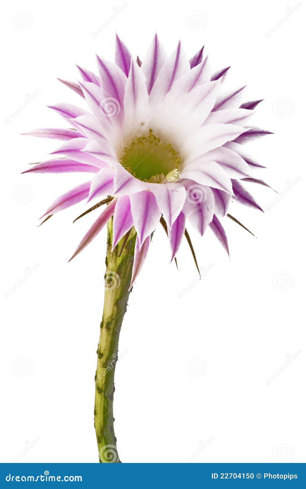 Cactus flower stock photo. Image of trichocereus, flower - 22704150