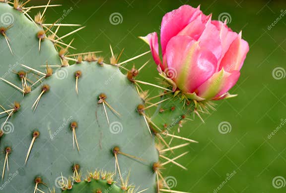 Cactus Flower stock image. Image of prickles, spike, flat - 2374895