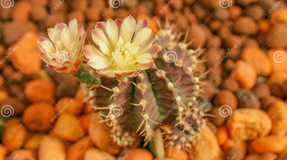 Cactus flower stock image. Image of lobe, echinocactus - 26076999
