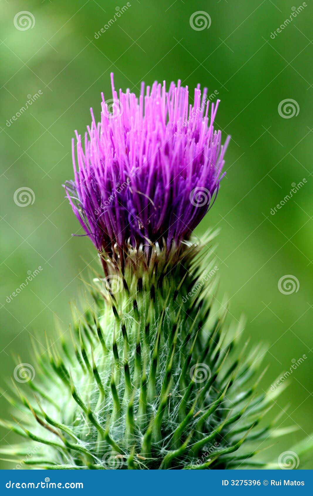 Cactus flower stock photo. Image of colorful, life, plant - 3275396