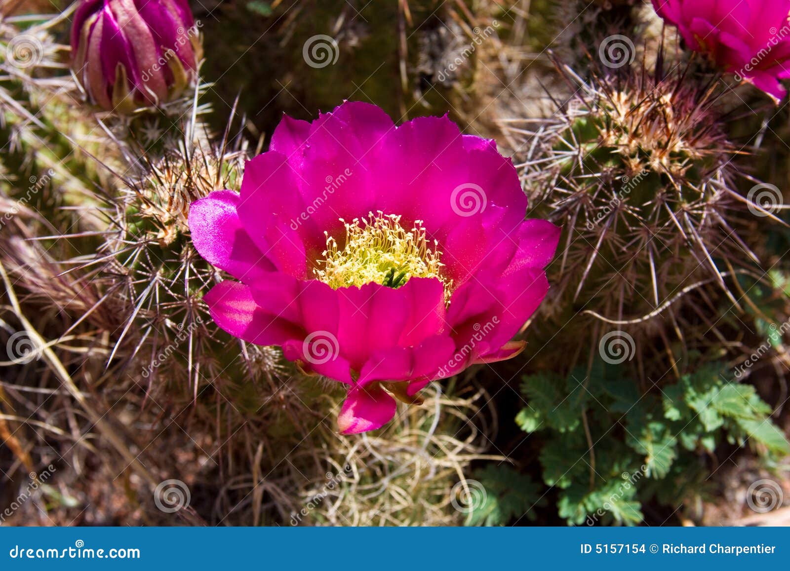 Cactus Flower stock photo. Image of cacti, nature, blooming - 5157154