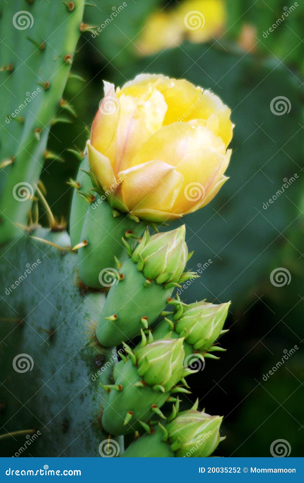 Cactus with Flower and Buds Stock Photo - Image of nature, prickly ...