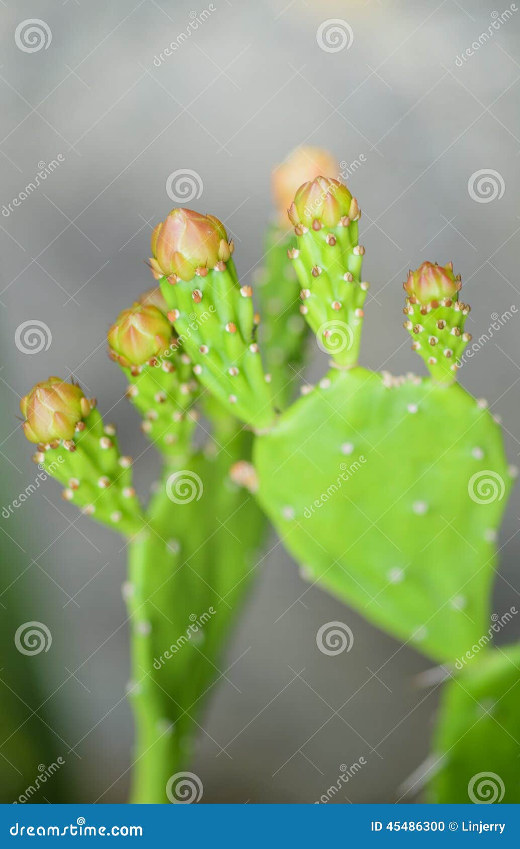 Cactus Flower Buds stock photo. Image of perfection, blossom - 45486300