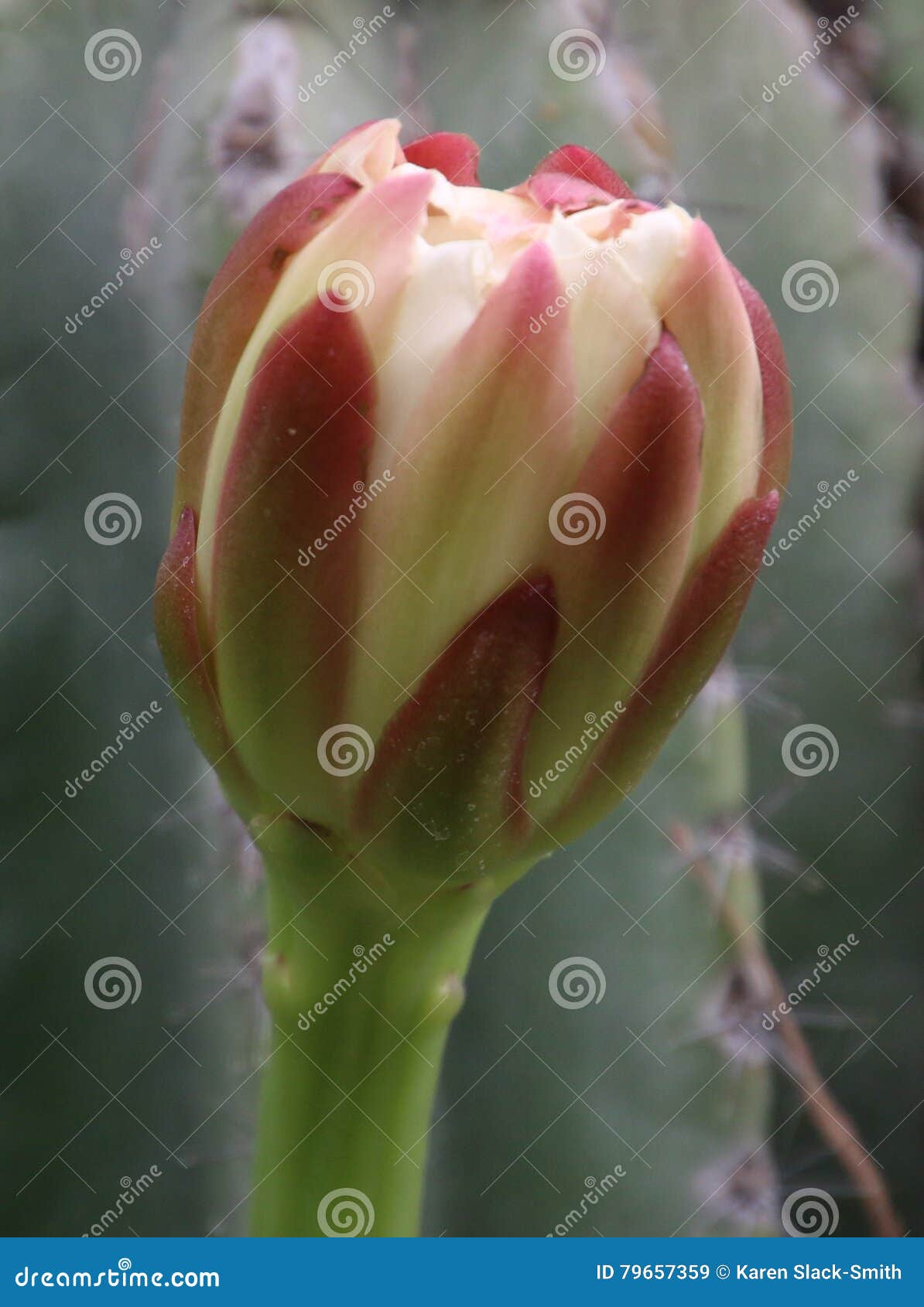 Cactus Flower Buds stock image. Image of tall, catus - 79657359