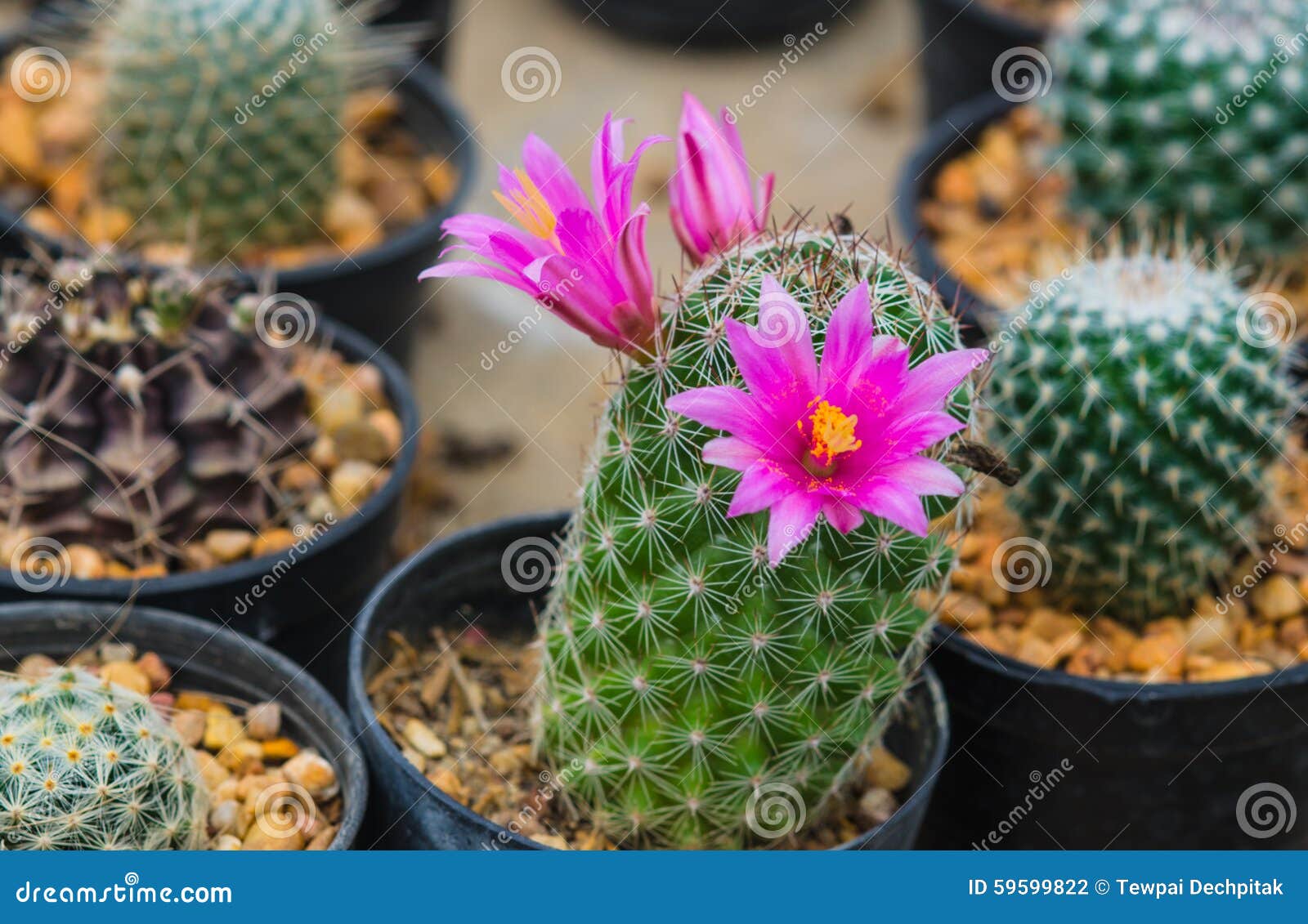 Cactus flower stock photo. Image of natural, mammillaria - 59599822
