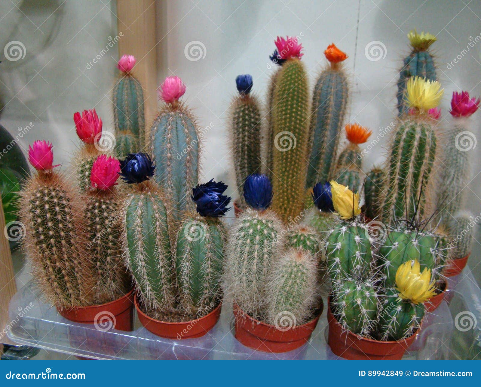 Cactus Flower stock image. Image of quality, resolutionphotos - 89942849