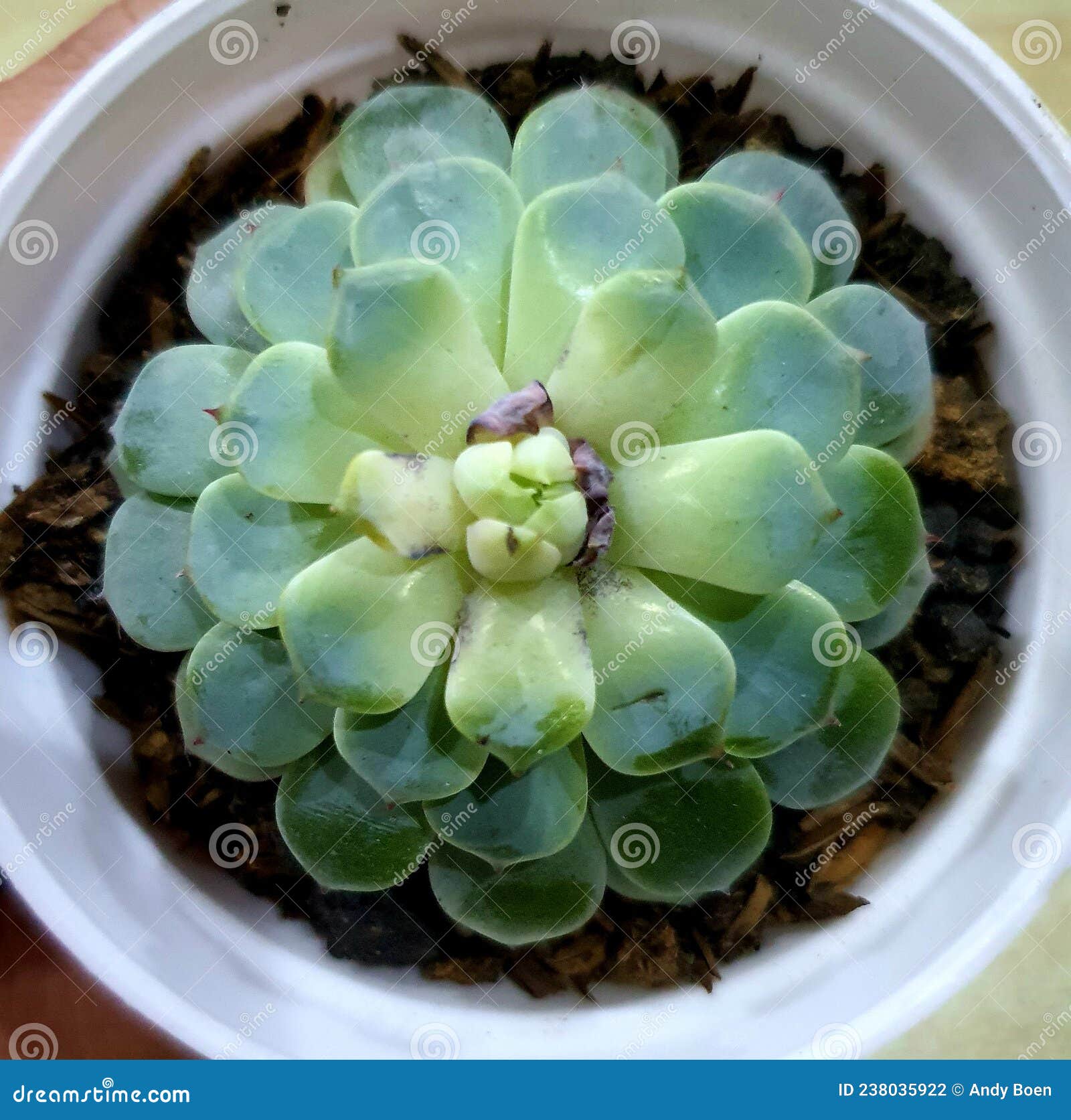 Cactus Flower on Mini Pot for Office Table Stock Photo - Image of table ...