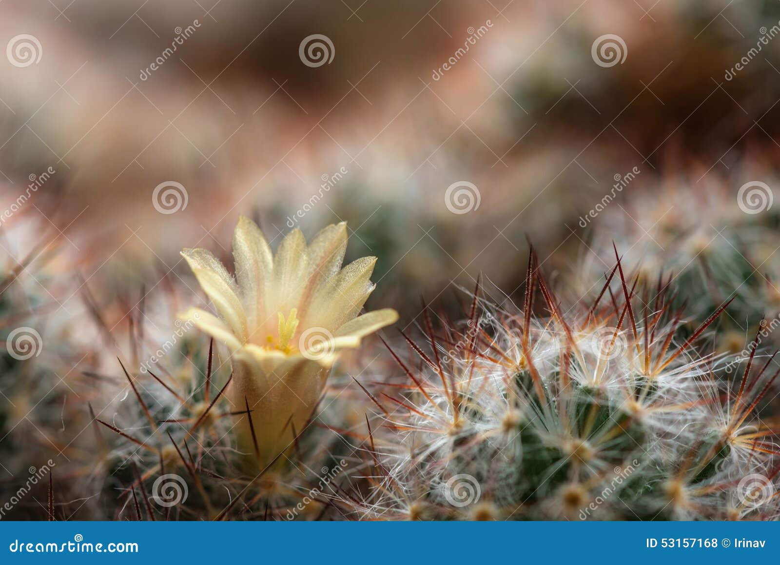 Cactus Flower Needles Background Stock Photo - Image of plant, abstract ...