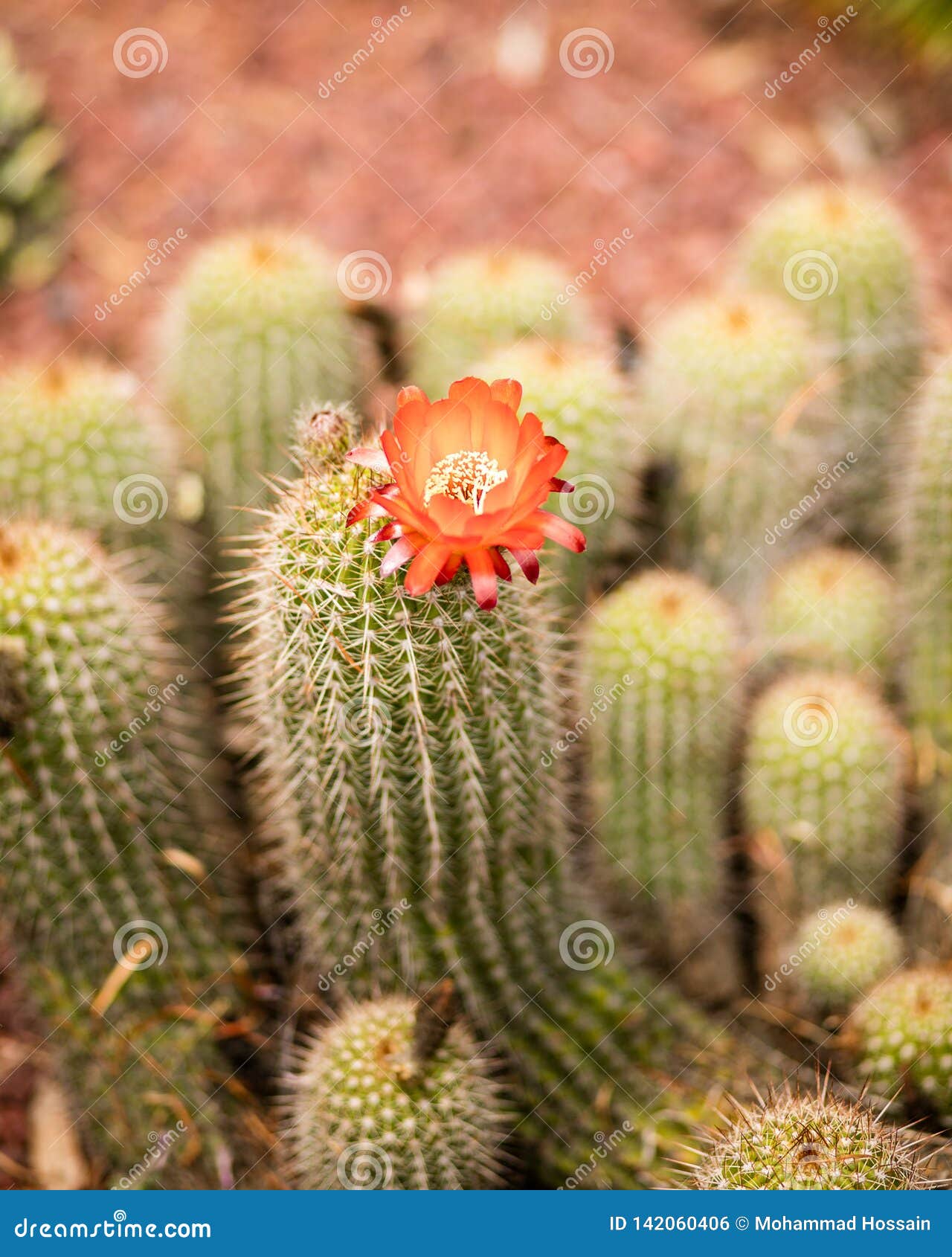 Cactus flower orange stock photo. Image of determine - 142060406