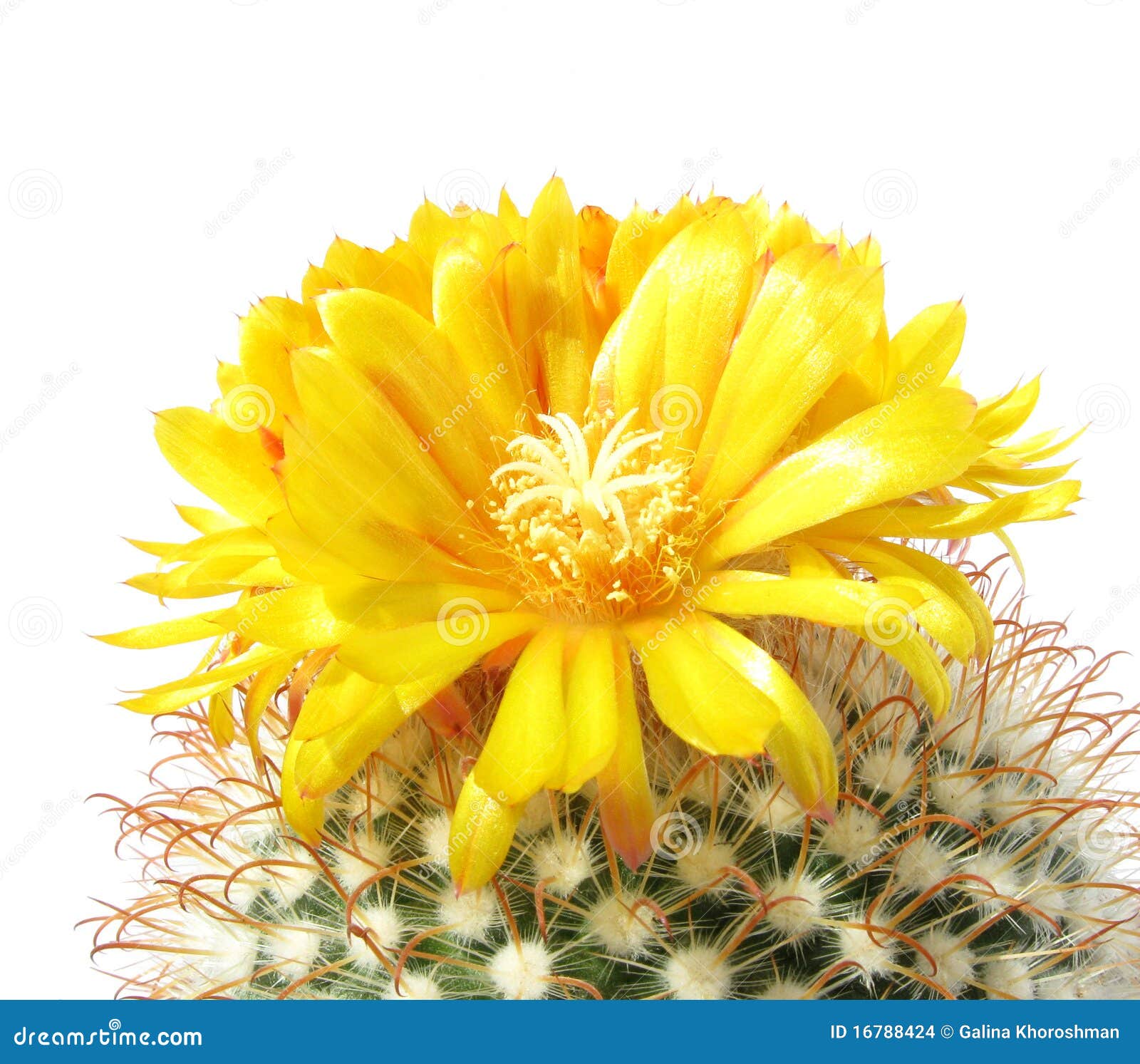 Cactus Flower Parodia Mutabilis Stock Photo - Image of parodia, flora ...